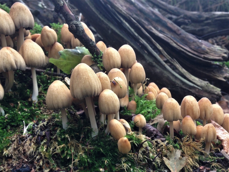 Glistening Inkcap