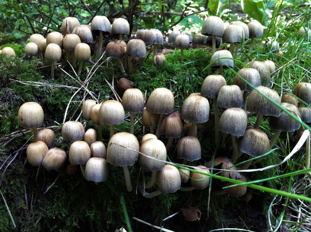 Glistening Inkcap