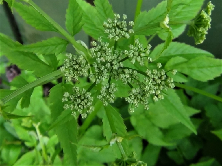 Ground Elder, Goutweed, Bishops Weed, Aegopodium podagraria