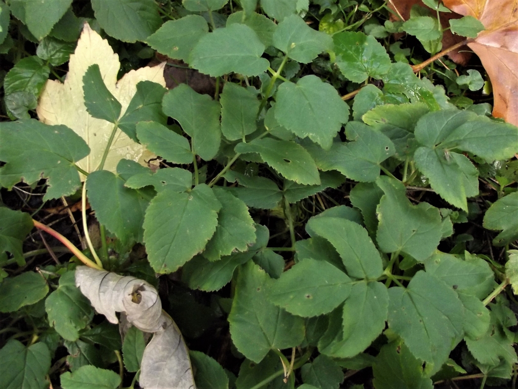 Ground Elder, Goutweed, Bishops Weed, Aegopodium podagraria