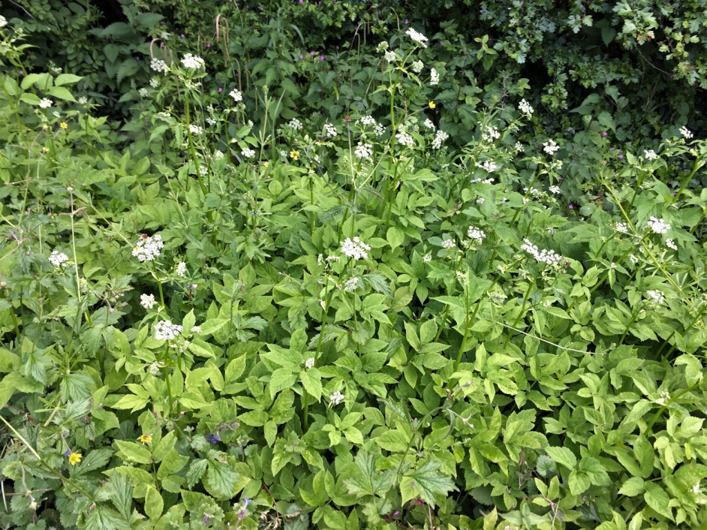Ground Elder, Goutweed, Bishops Weed, Aegopodium podagraria