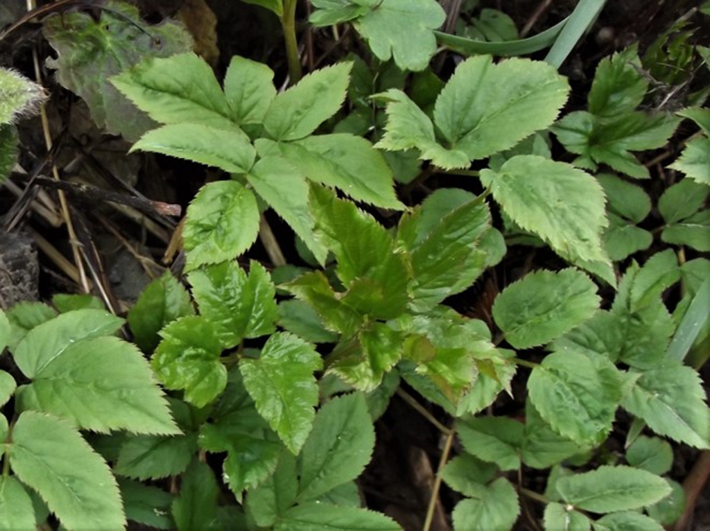 Ground Elder, Goutweed, Bishops Weed, Aegopodium podagraria