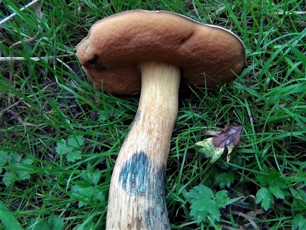 Lurid Bolete