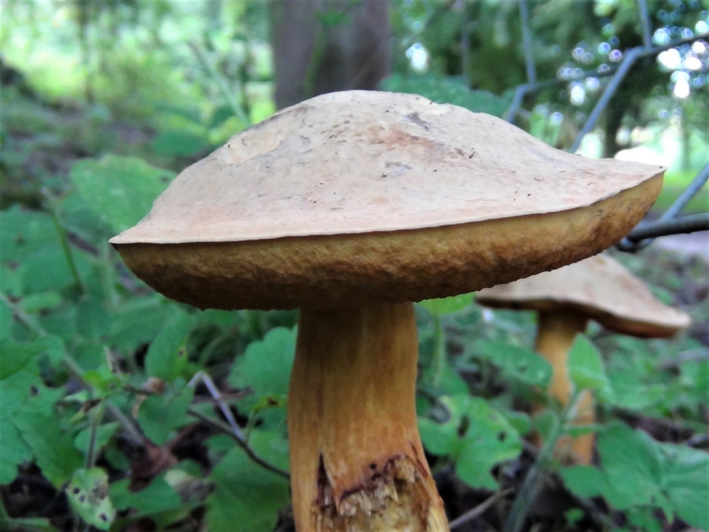 Lurid Bolete