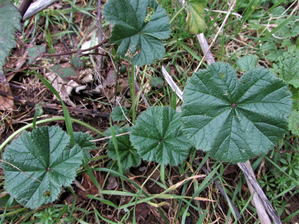 Mallow, Round Dock, Malva sylvestris