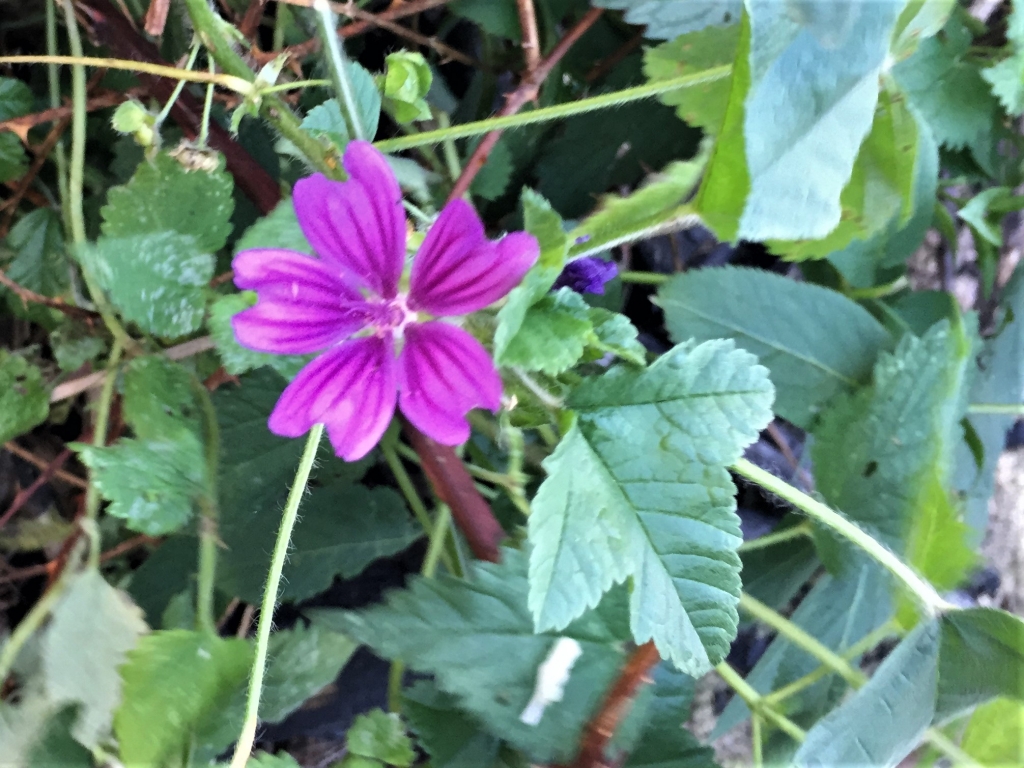 Mallow - Wild Food UK