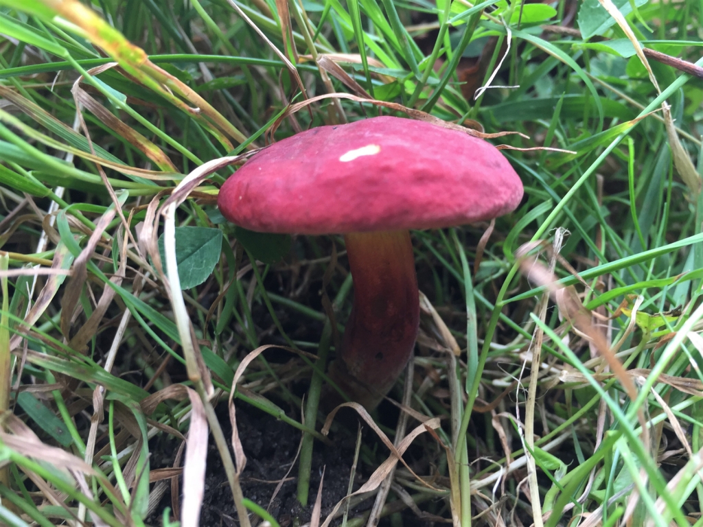 Ruby Bolete