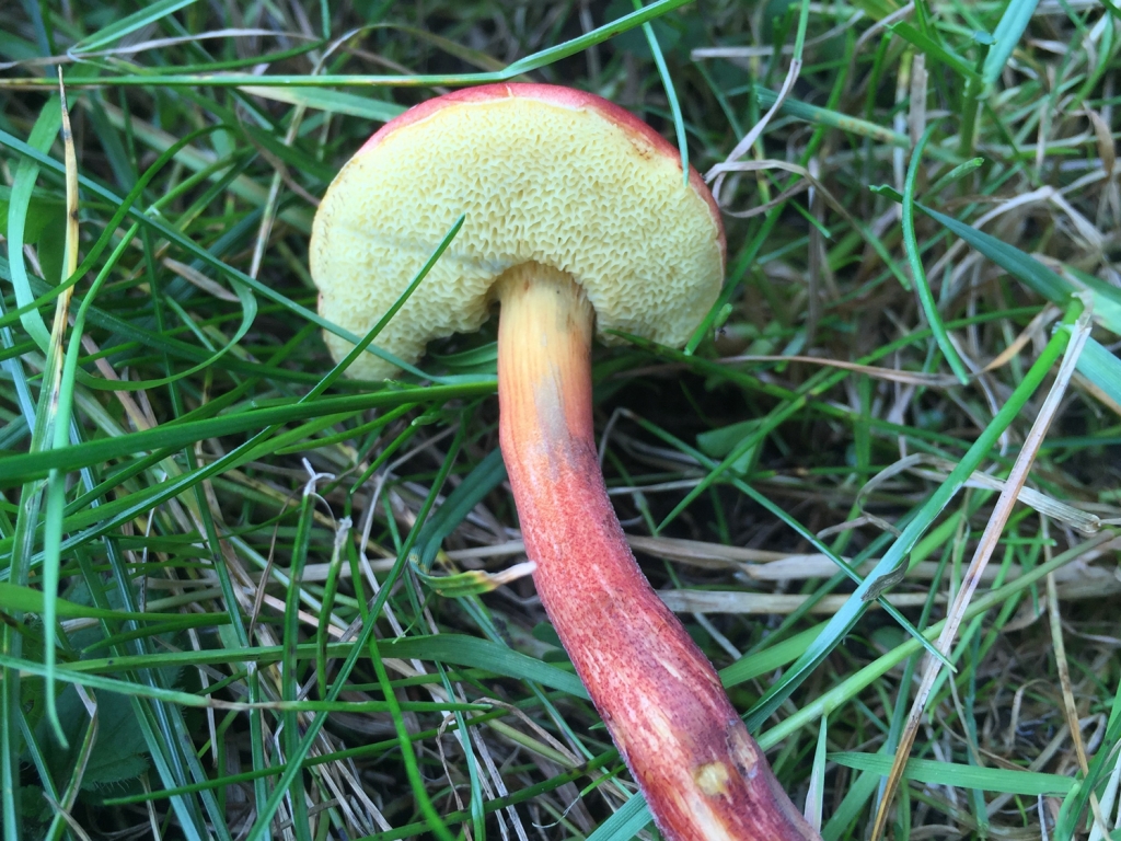 Ruby Bolete - Wild Food UK