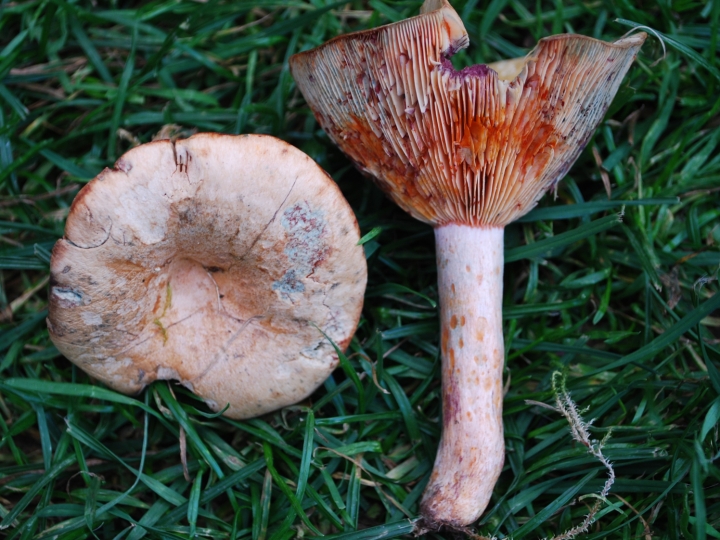 Saffron Milkcap - Wild Food UK