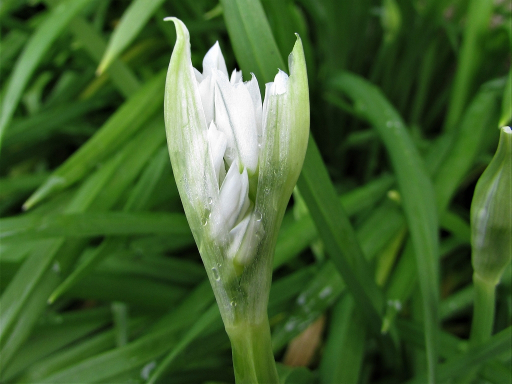 Three-Cornered Leek, Snowbell, Allium triquetrum