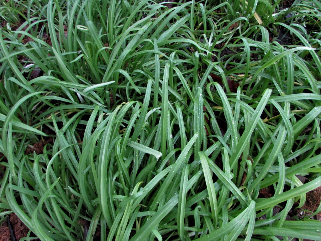 Three-Cornered Leek, Snowbell, Allium triquetrum