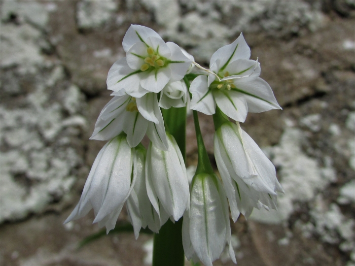 Three-Cornered Leek, Snowbell, Allium triquetrum