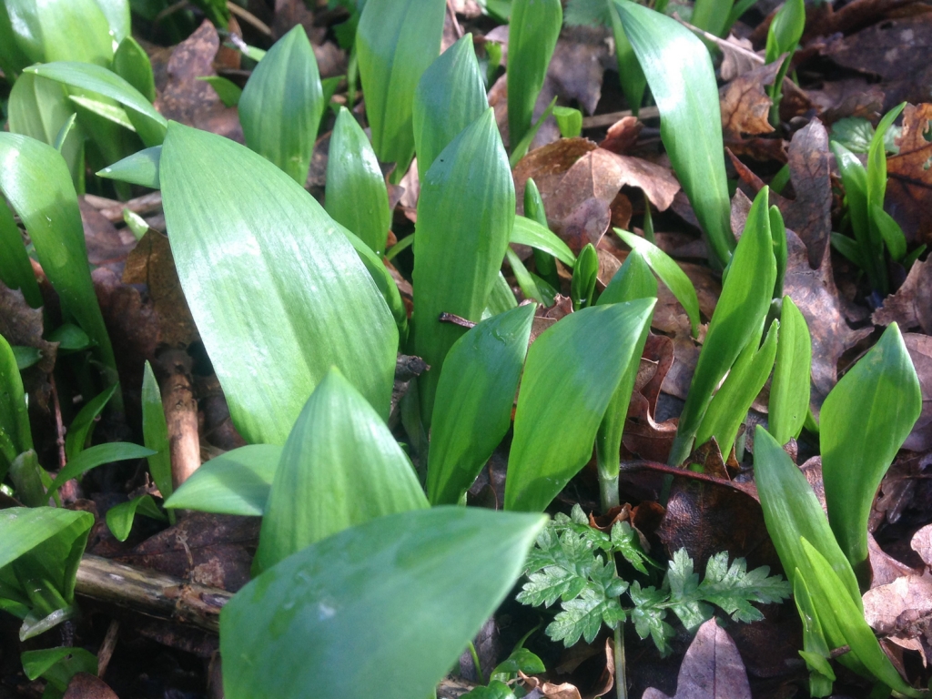 Ramsons, Wild Garlic, Broad Leaved Garlic, Wood Garlic, Allium ursinum