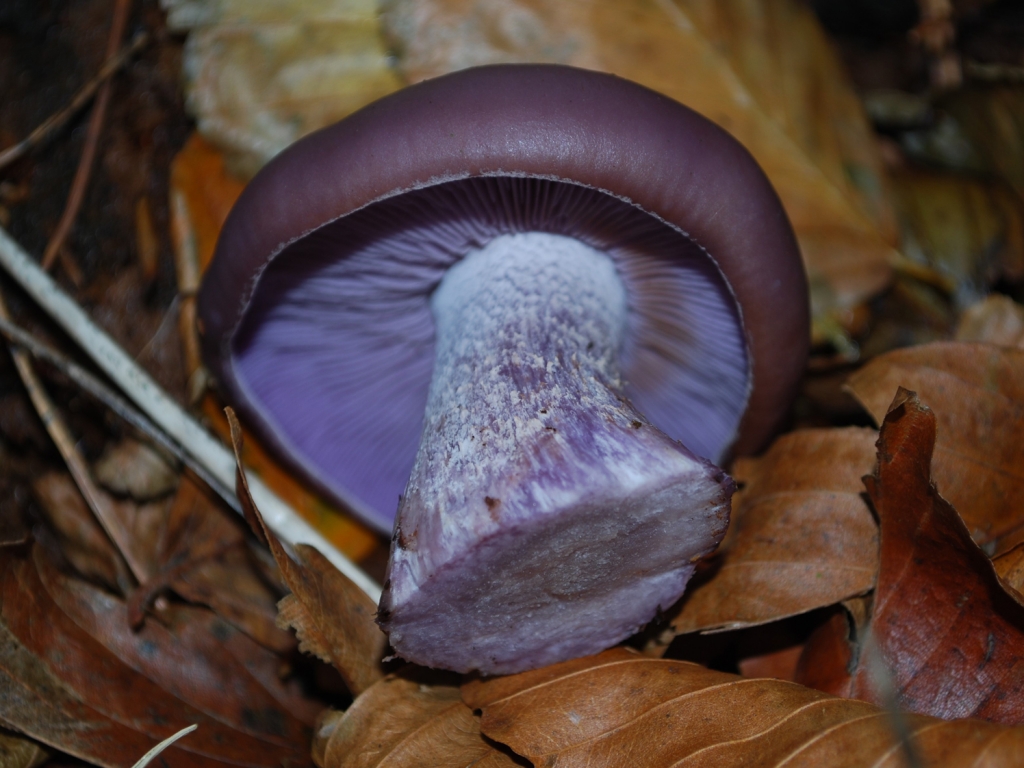 Wood Blewit