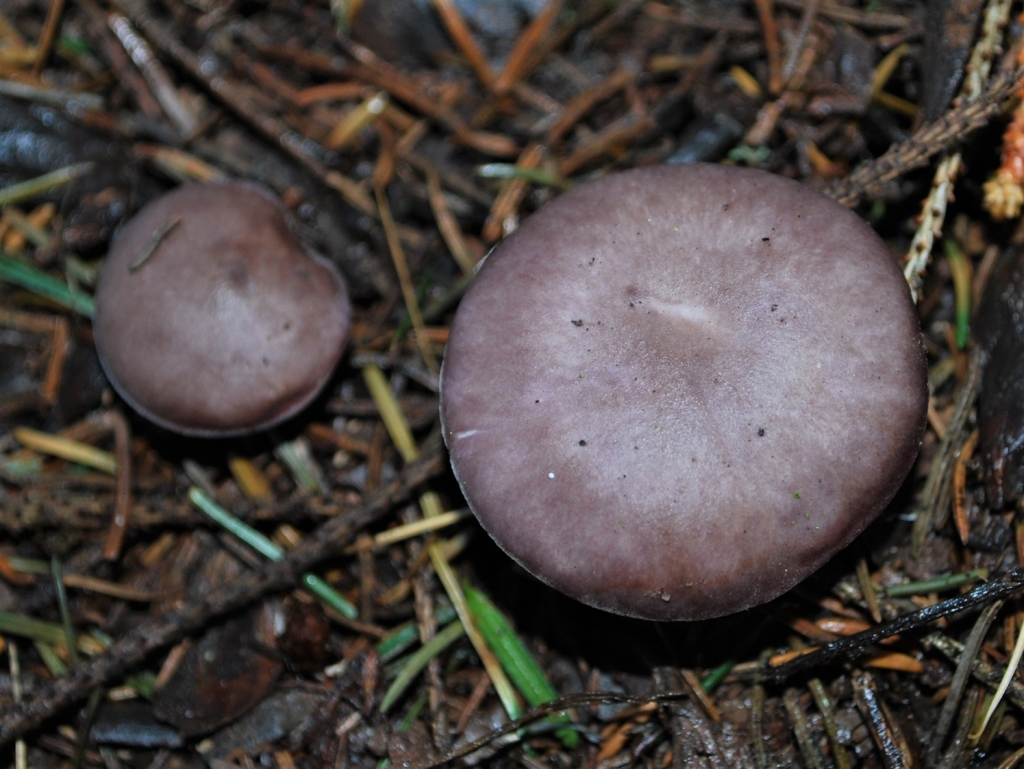 Wood Blewit