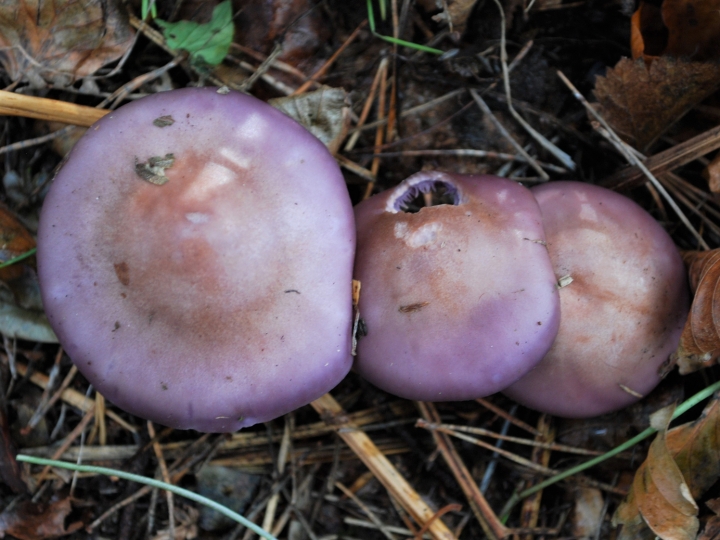 Wood Blewit