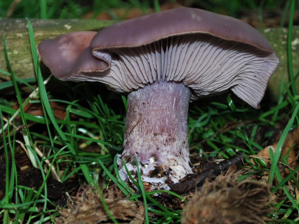Wood Blewit