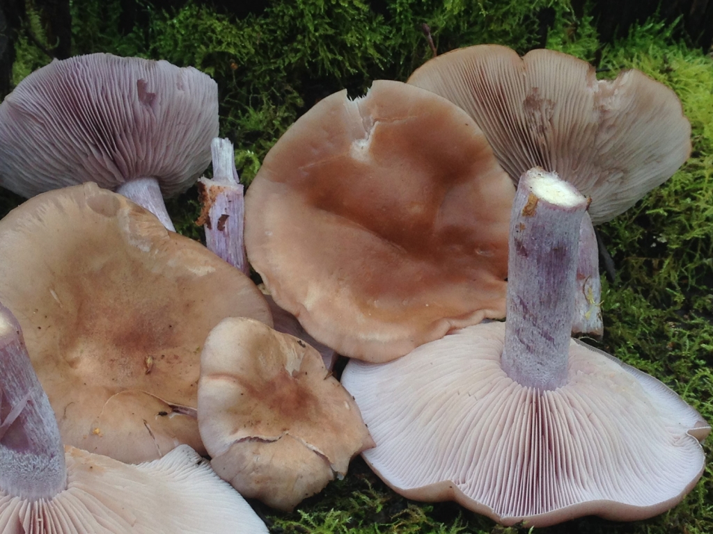 Wood Blewit - Wild Food UK