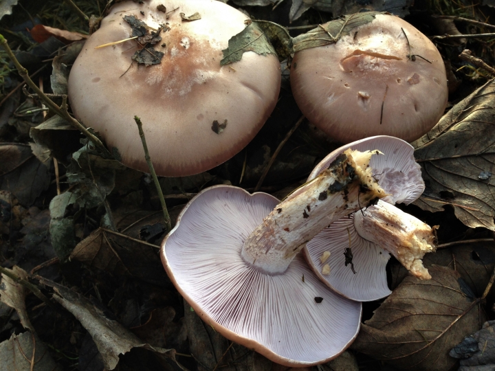 Wood Blewit