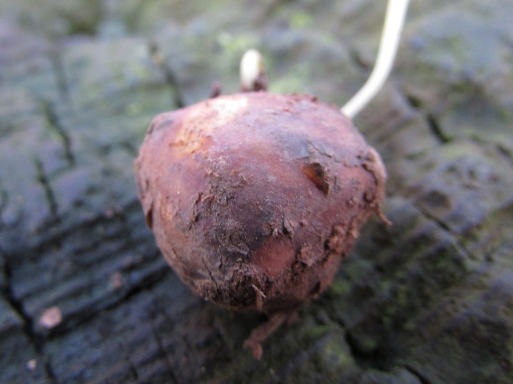 Pignut, Arnut, Earth Chestnut, Ground Nut, Kipper Nut, Conopodium majus