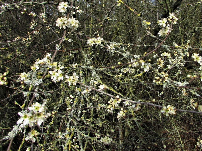Blackthorn (Sloe) - Wild Food UK