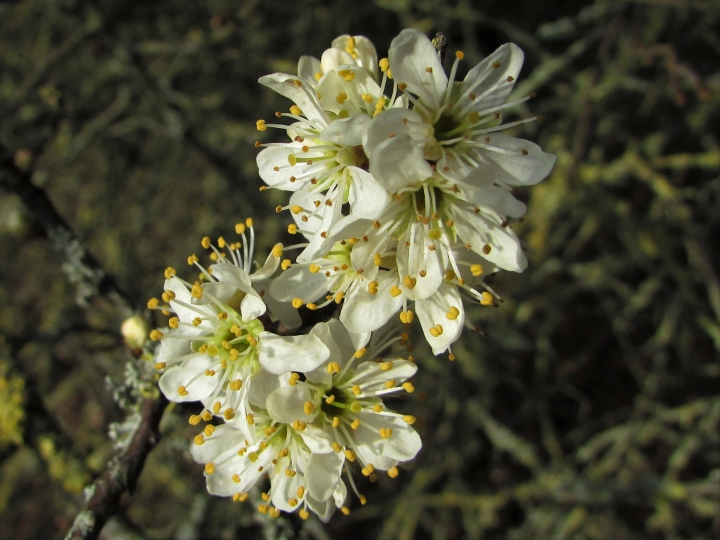 Blackthorn (Sloe) - Wild Food UK