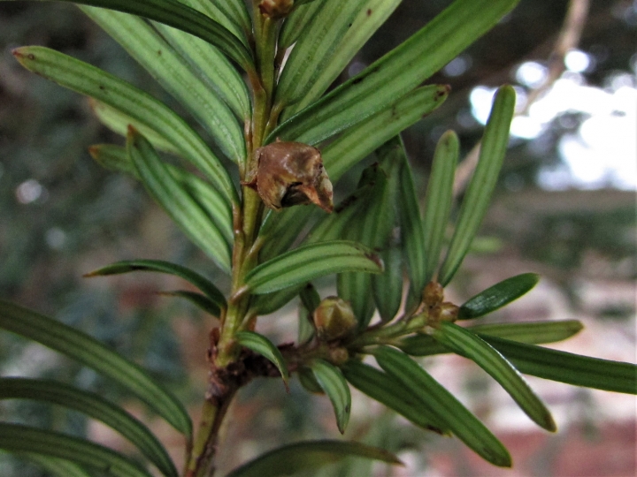Yew Tree - Wild Food UK