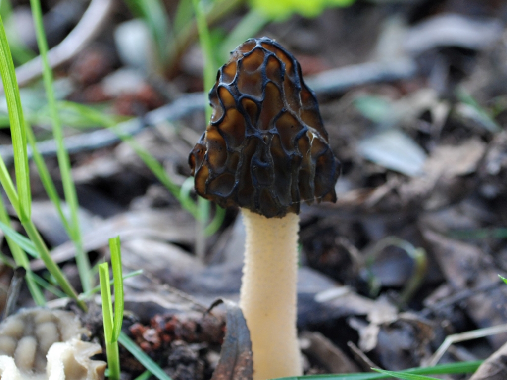 Semifree Morel - Wild Food UK