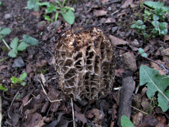 Black Morel - Wild Food UK