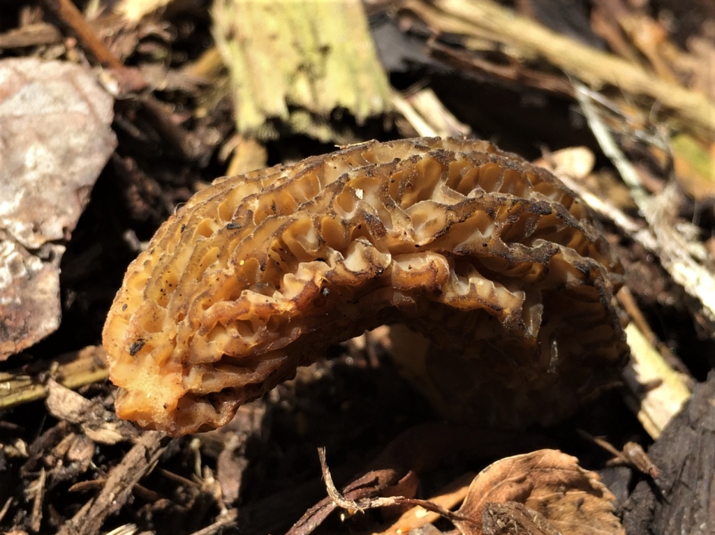 Black Morel - Wild Food UK