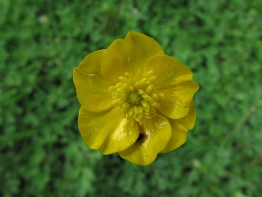 Buttercups - Wild Food UK
