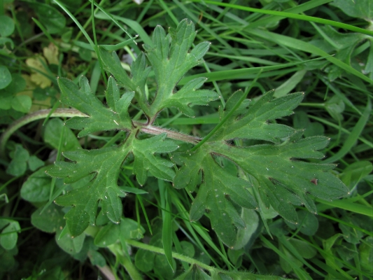 Buttercups - Wild Food UK