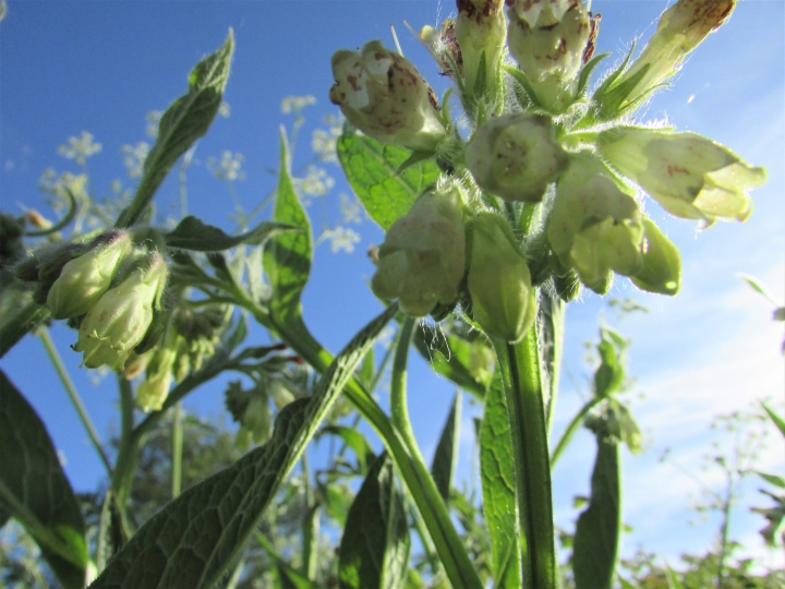 Comfrey, Knitbone, Symphytum officinale