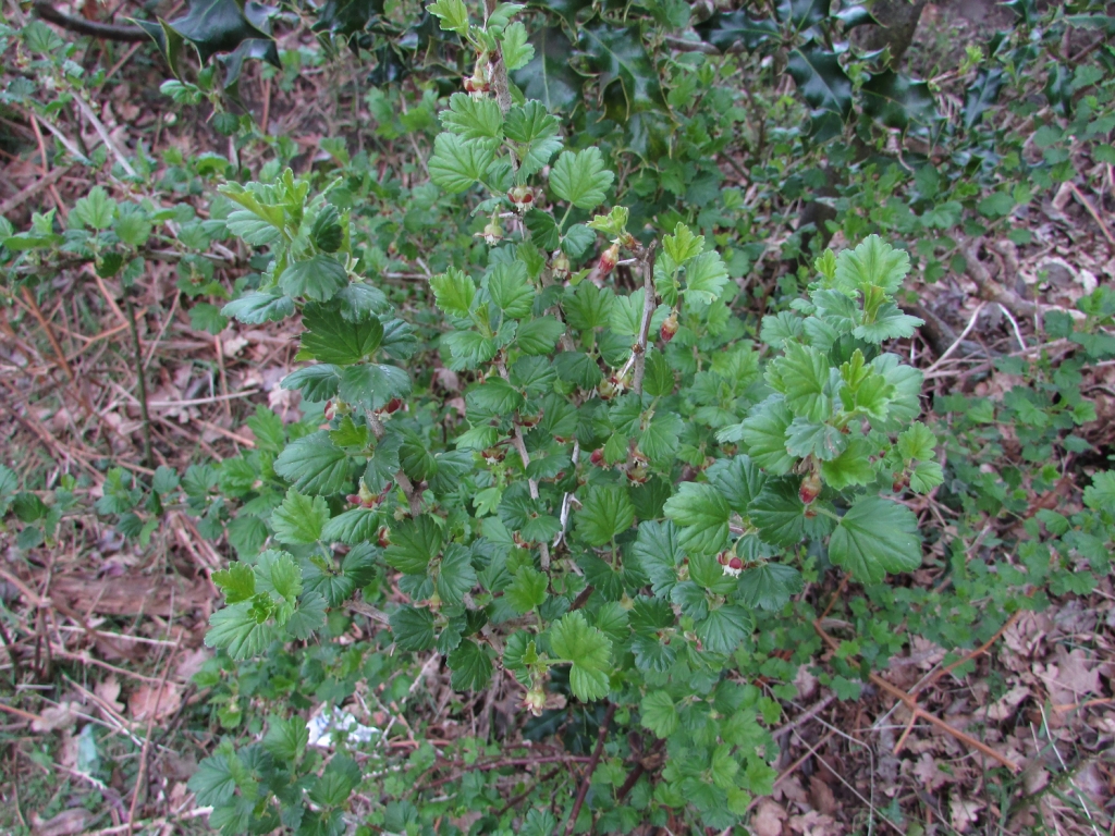 Wild Gooseberry - Wild Food UK