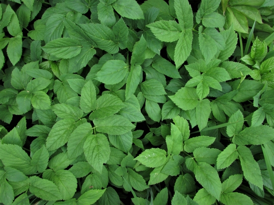 Ground Elder, Goutweed, Bishops Weed, Aegopodium podagraria