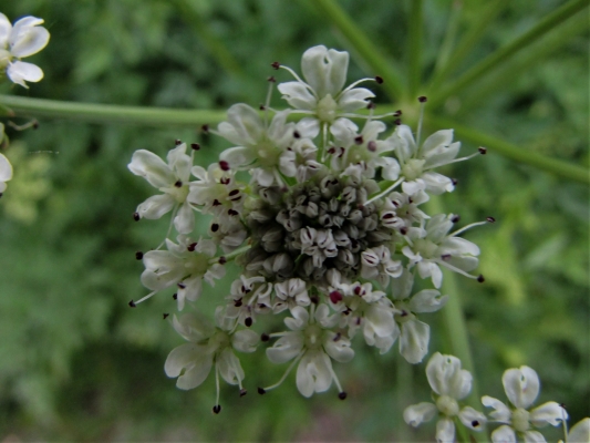 Hemlock Water Dropwort - Wild Food UK