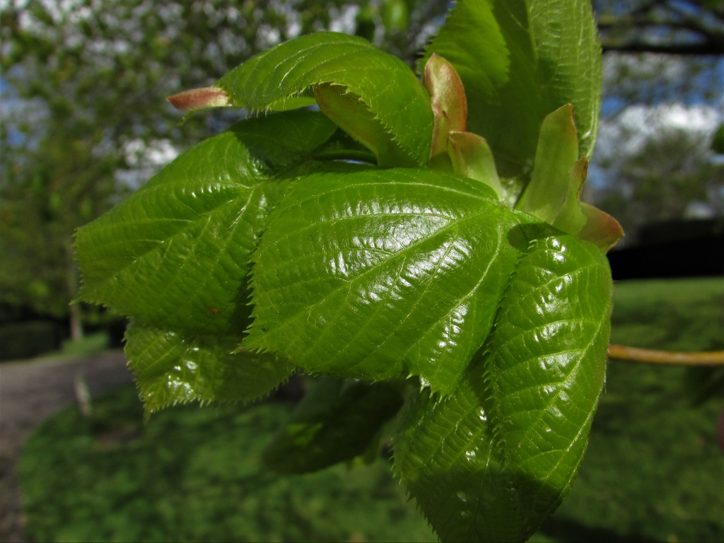 Lime Tree - Wild Food UK