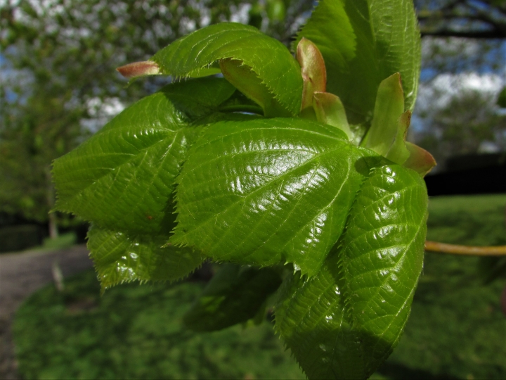 Lime Tree - Wild Food UK