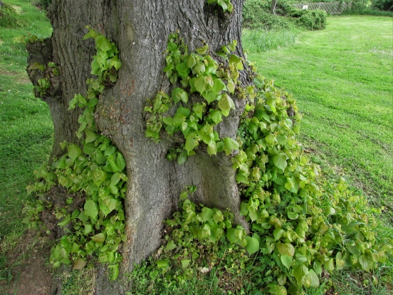 Lime Tree - Wild Food UK