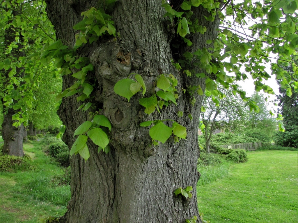 Lime Tree - Wild Food UK