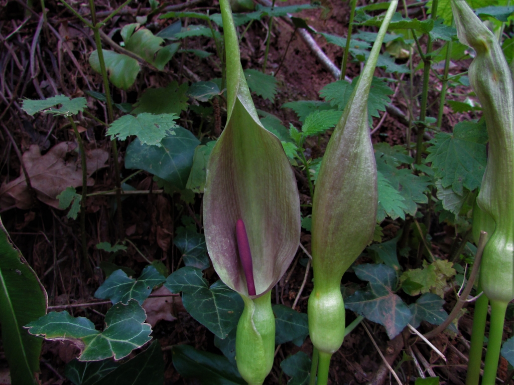 Lords and Ladies - Wild Food UK