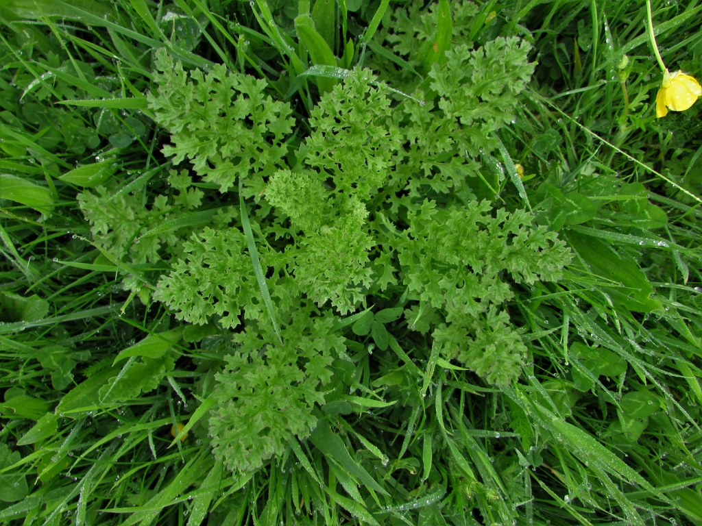 Ragwort - Wild Food UK