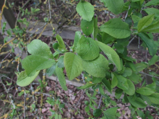 Blackthorn (Sloe) - Wild Food UK