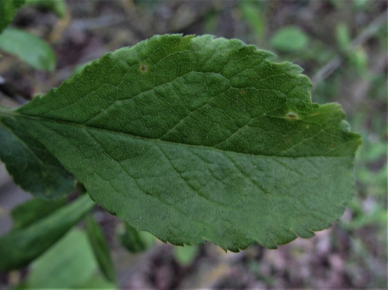 Blackthorn (Sloe) - Wild Food UK