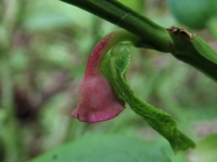 Bilberry, Blaeberry, Whortleberry, Whinberry, Windberry, Myrtle Berry ...