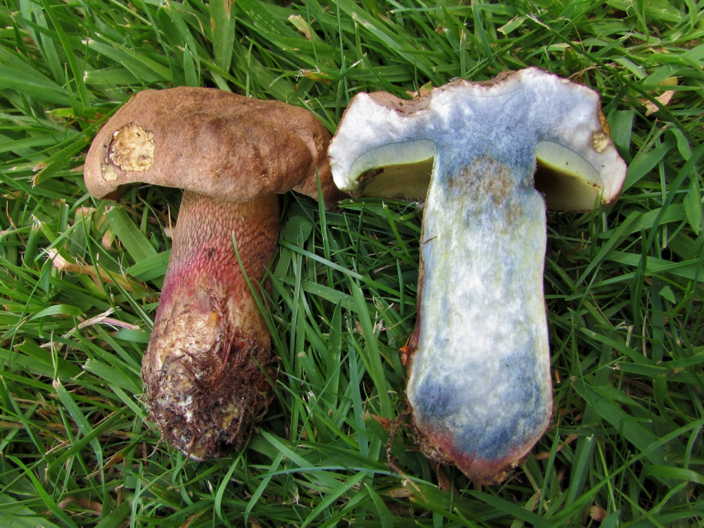 Bitter Beech Bolete - Wild Food UK