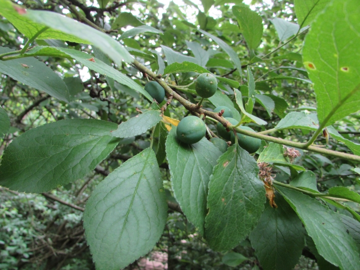Damson, Prunus domestica subsp insititia