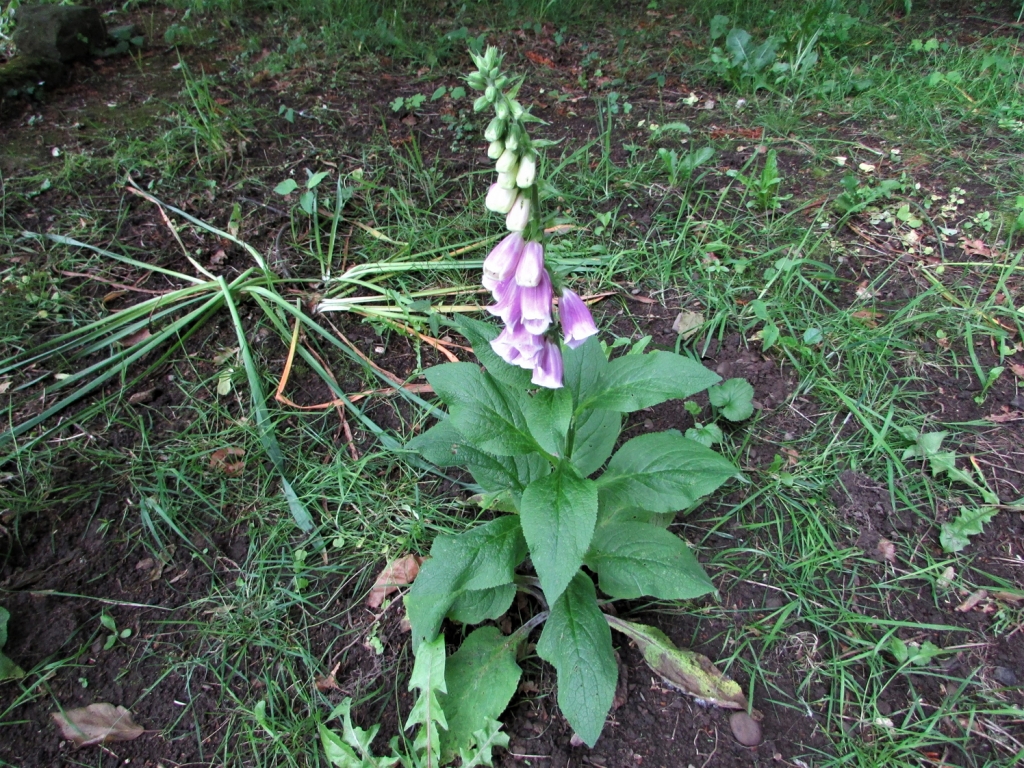 Foxglove - Wild Food UK