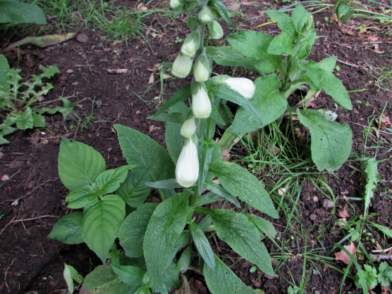 Foxglove - Wild Food UK