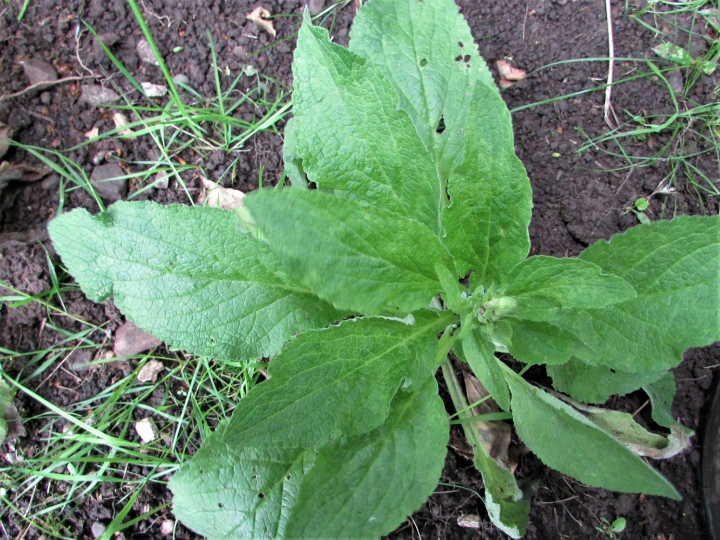 Foxglove - Wild Food UK
